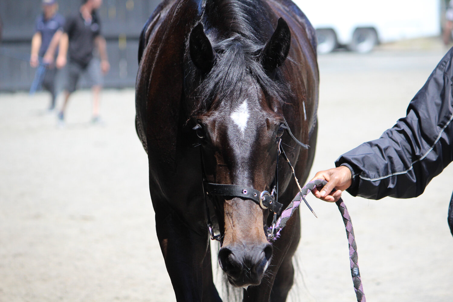 Richardson Racing Stables | Graham Richardson | Gavin Parker | Training ...